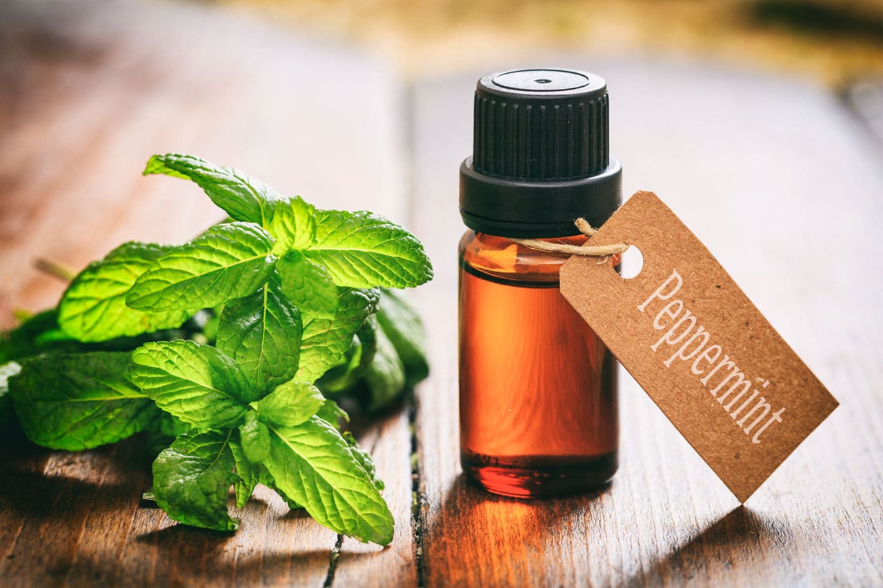 Las propiedades medicinales de la menta: una guía completa - El Paso ...